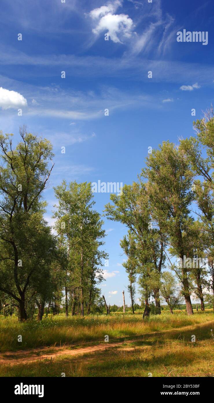 summer landscape with poplar trees Stock Photo - Alamy