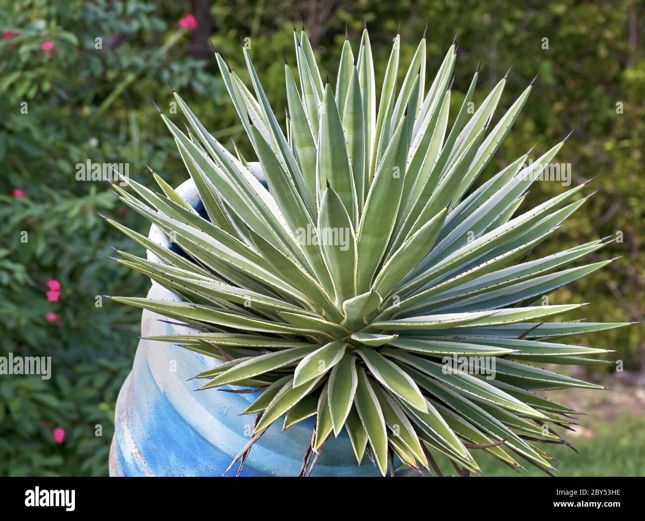 Agave fruit hi-res stock photography and images - Alamy