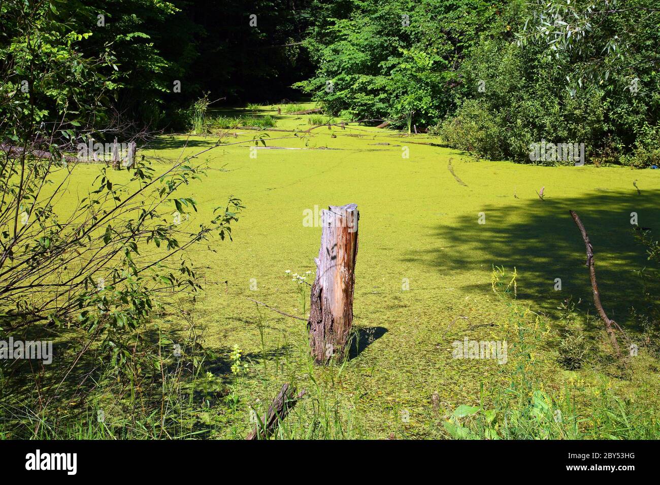 stump in bog Stock Photo - Alamy
