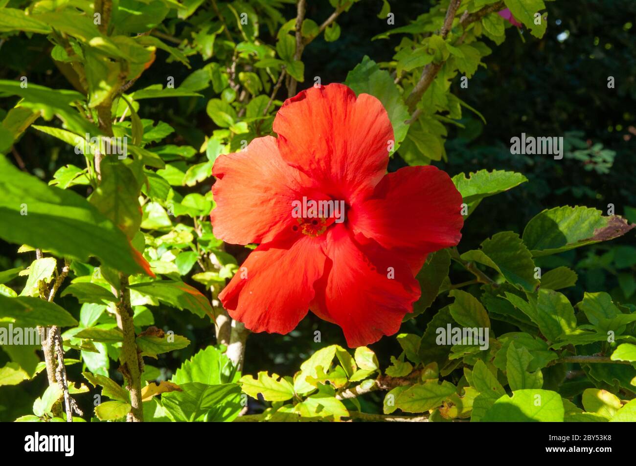 Red beautiful flower of Chinese Hibiscus (Hibiscus rosa-sinensis Stock ...