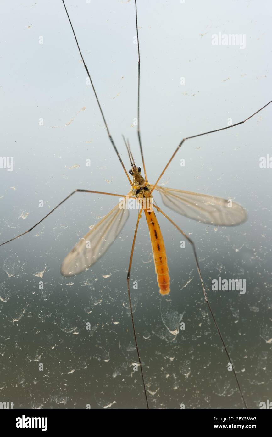 Mosquito proboscis hi-res stock photography and images - Alamy