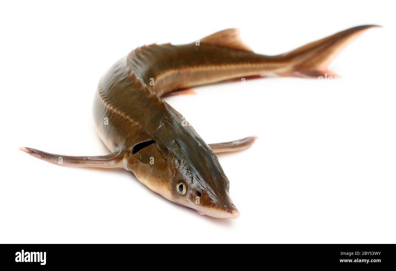 Atlantic sturgeon hi-res stock photography and images - Alamy
