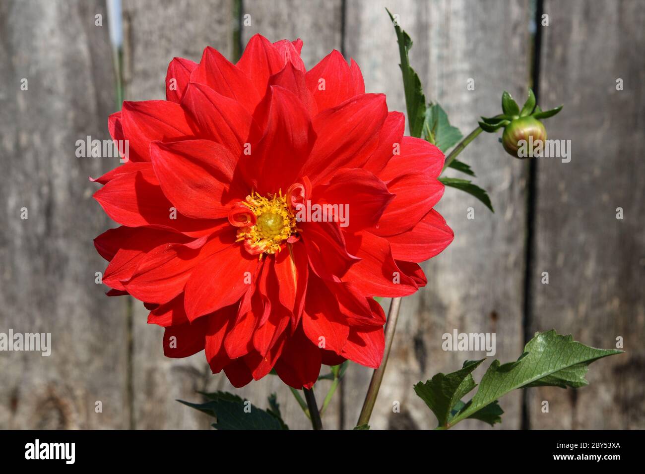 red dahlia flower Stock Photo - Alamy