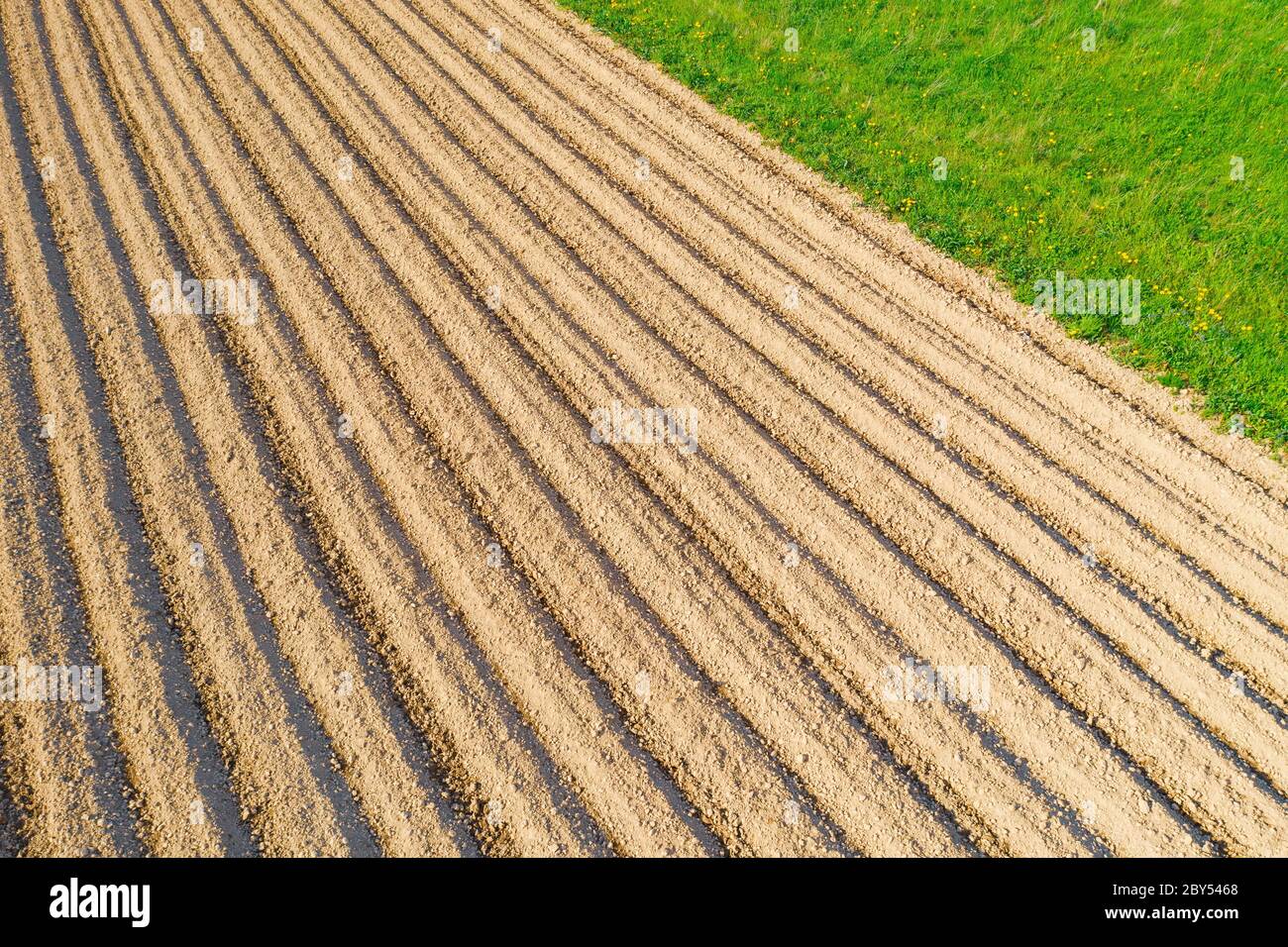 Plowing land furrows for planting agronomical plants among the ...