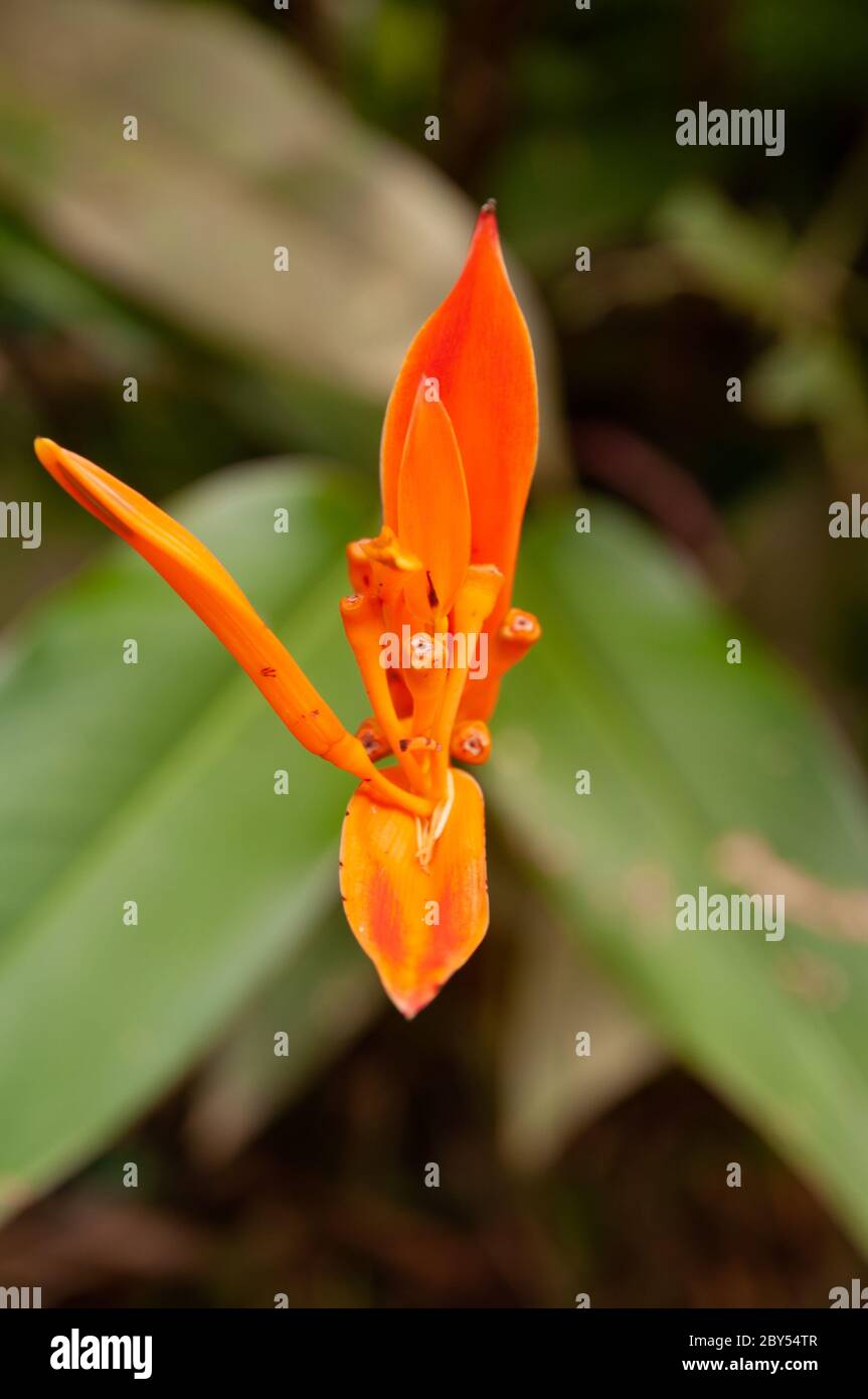A beautiful colourful single tropical flower Parrot's Beak (Heliconia ...