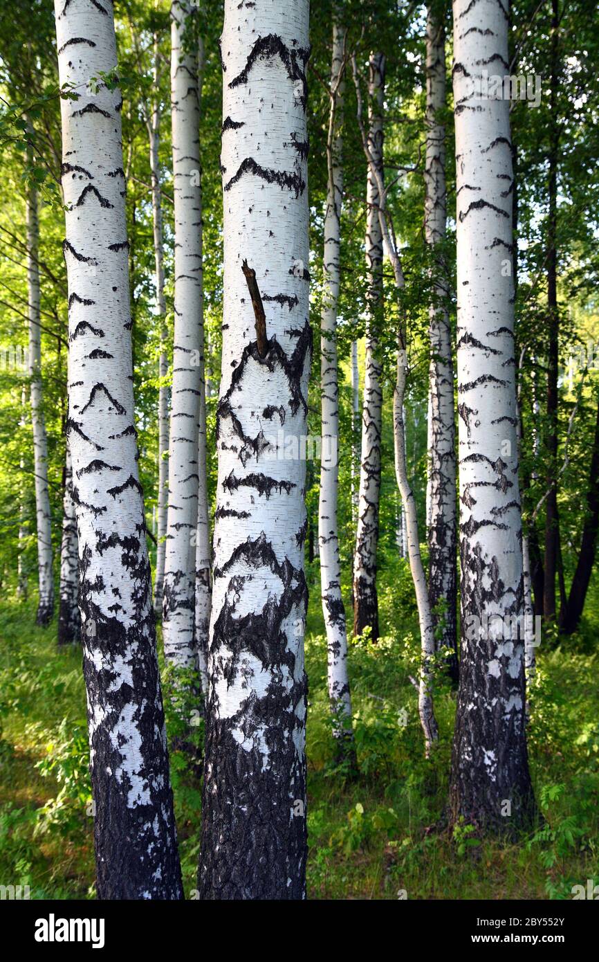 Ornamental birch hi-res stock photography and images - Alamy