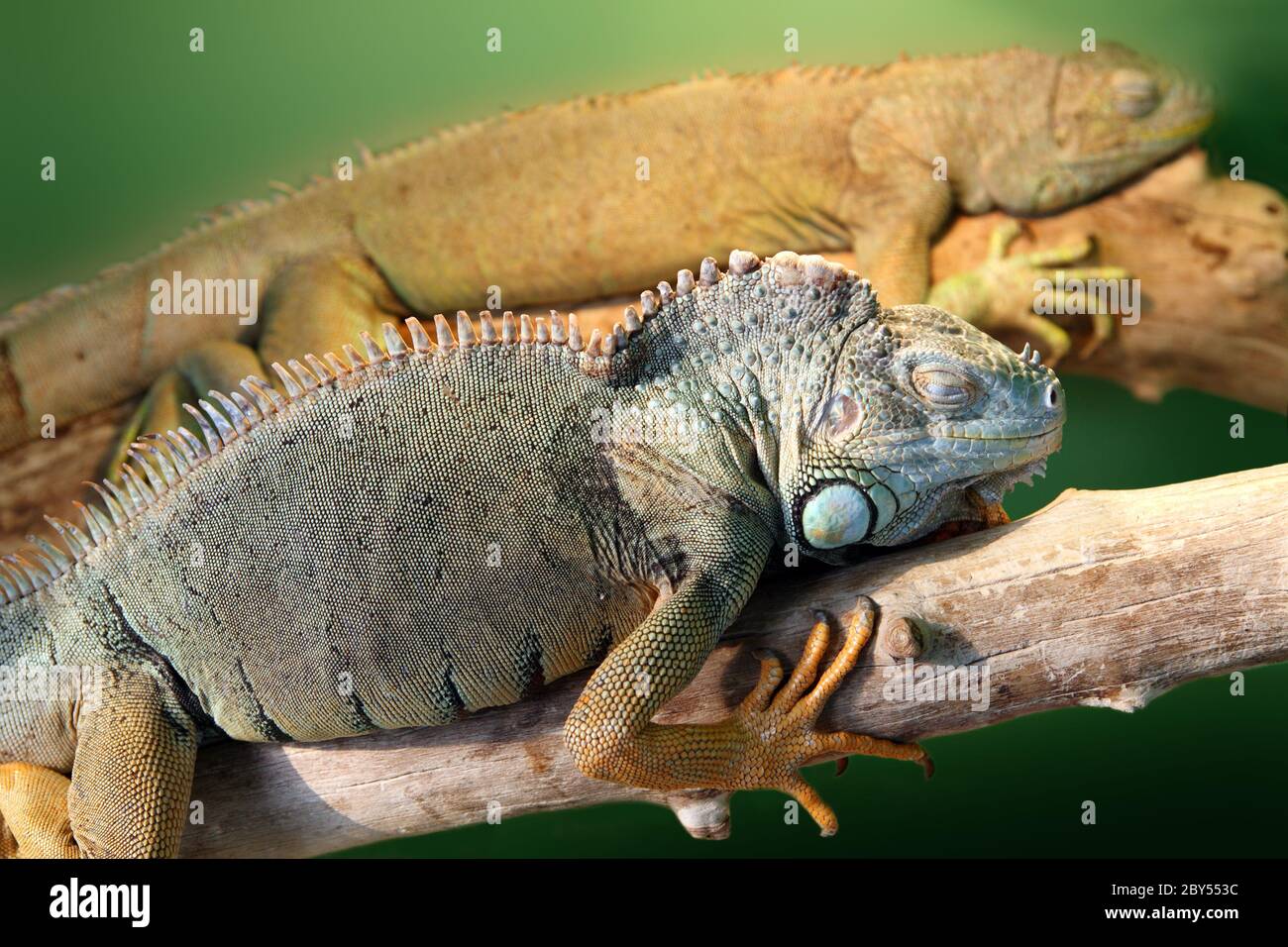 Iguana sleeping hi-res stock photography and images - Alamy