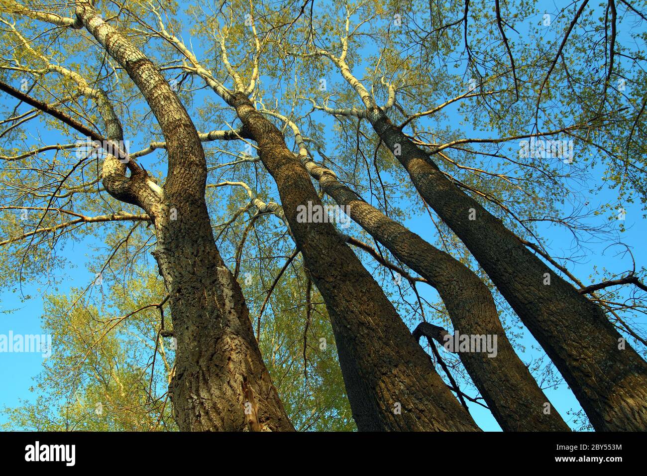 tall poplar trees Stock Photo - Alamy