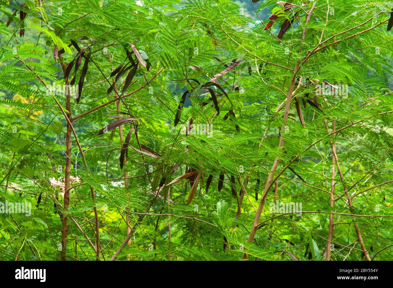 Beautiful tropical tree with black seed hanging. Calliandra magdalenae ...