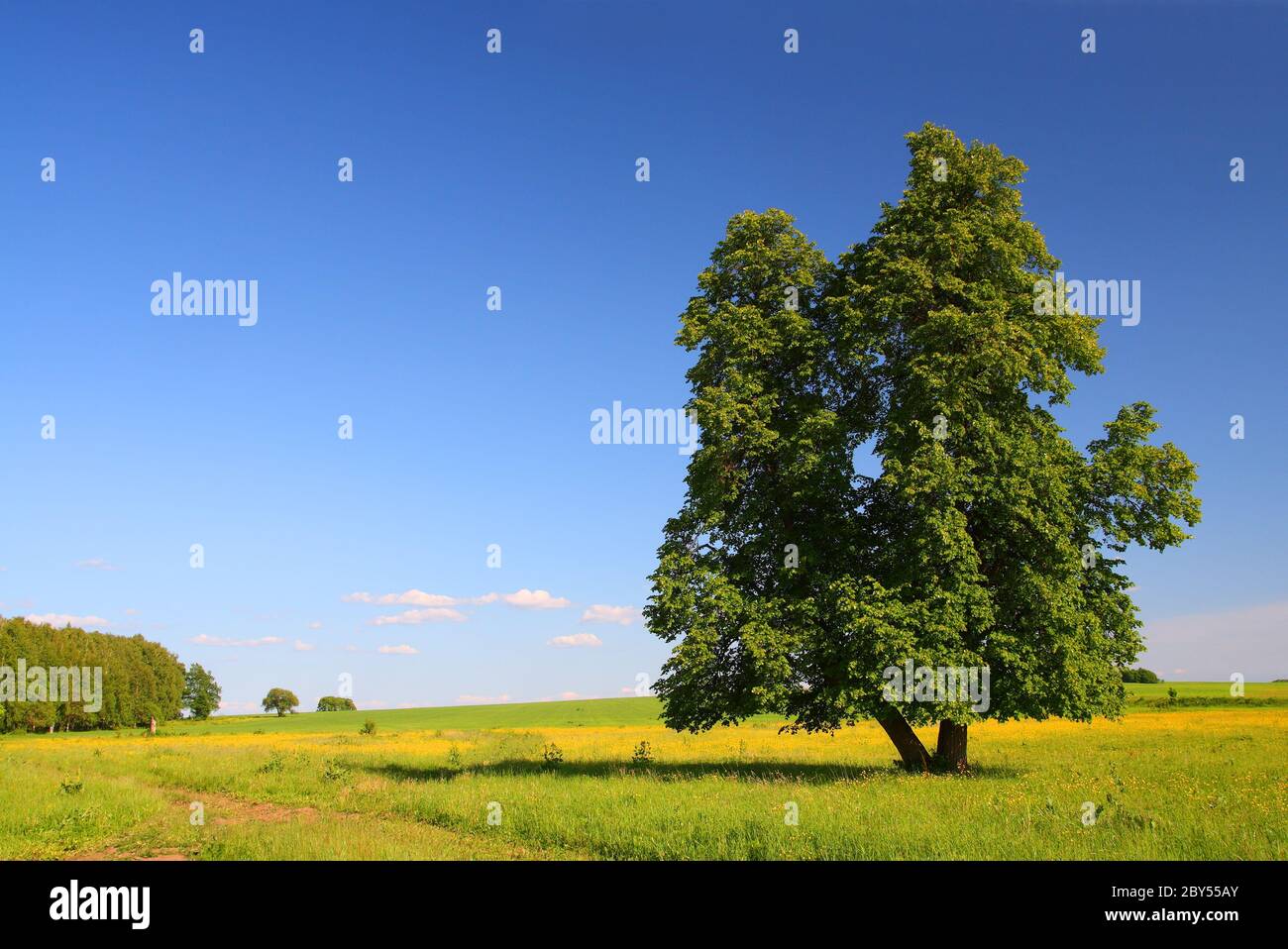 Beauty of lime trees hi-res stock photography and images - Alamy