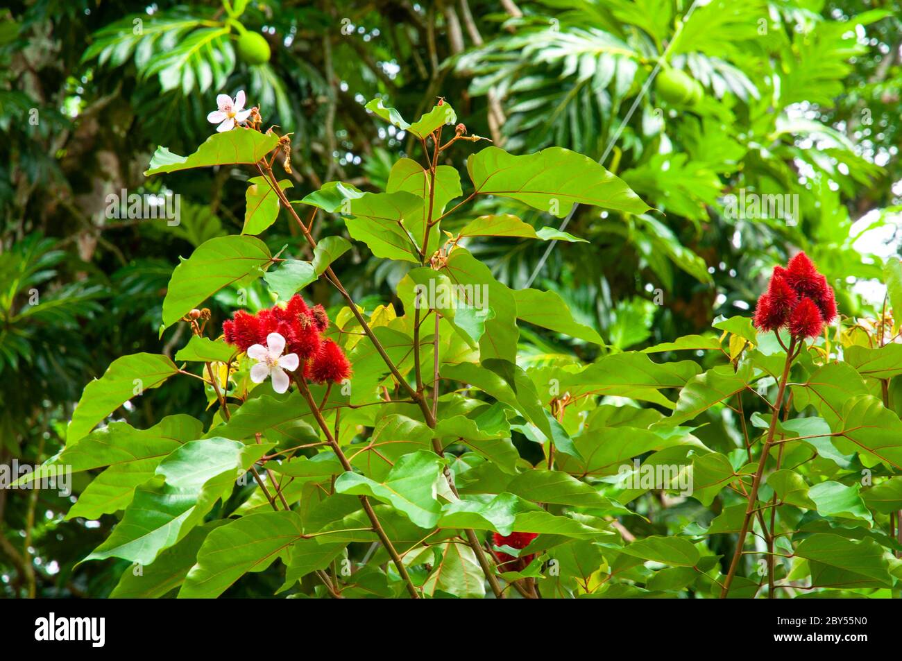 Lipsticktree hi-res stock photography and images - Alamy