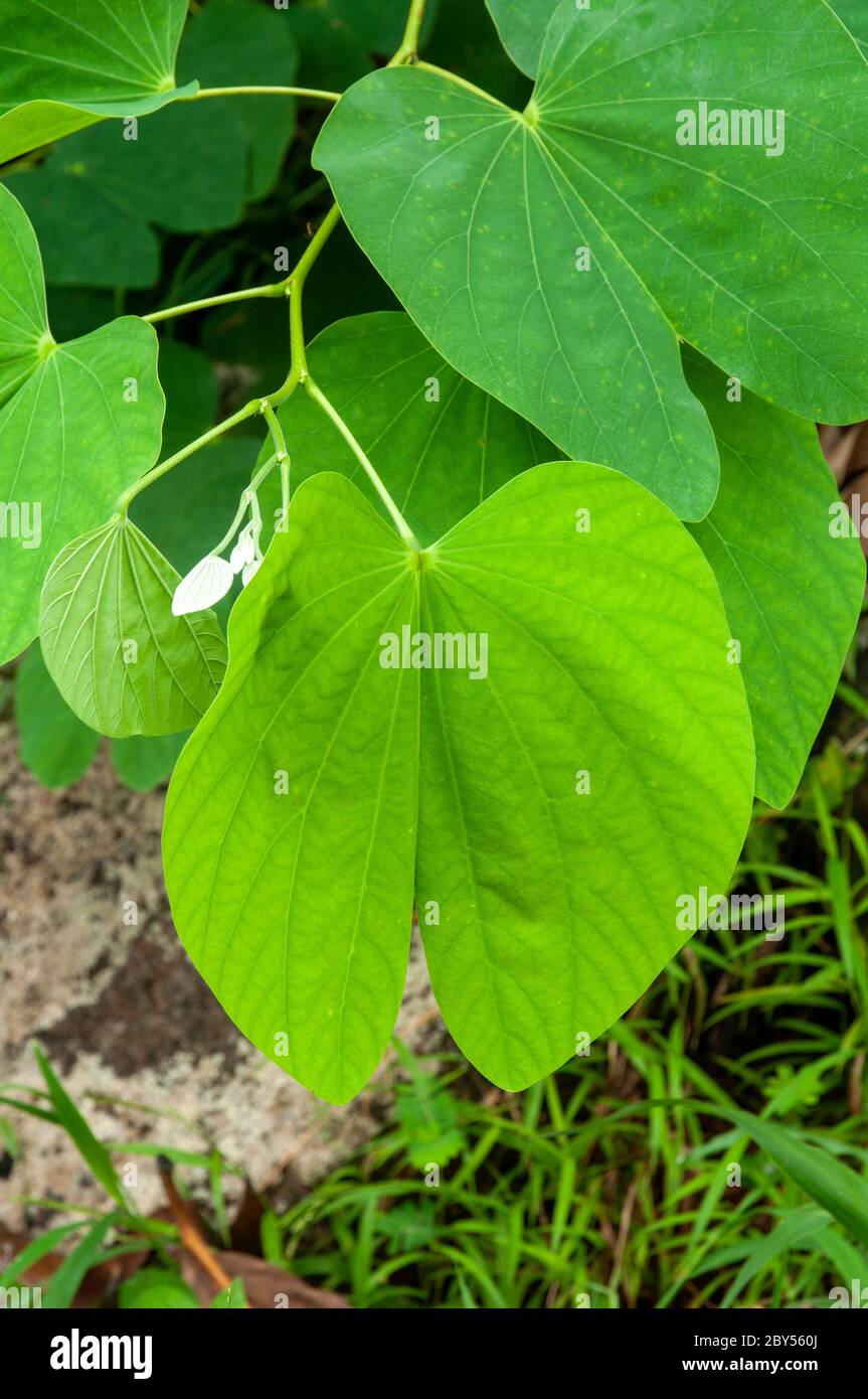 A green leaves of tropical plant Orchid Tree (Bauhinia purpurea Stock ...