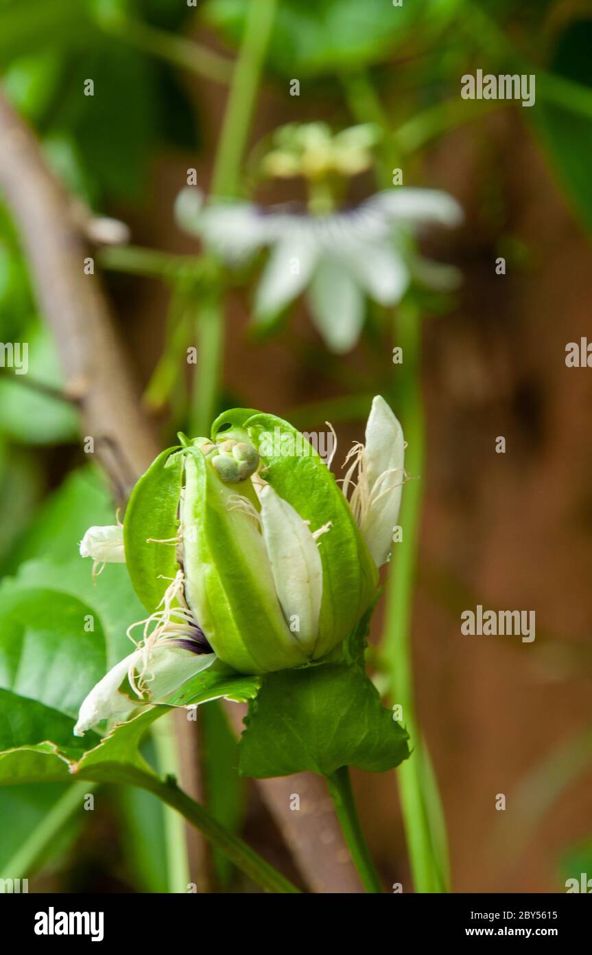 Passiflora ciliata hi-res stock photography and images - Alamy