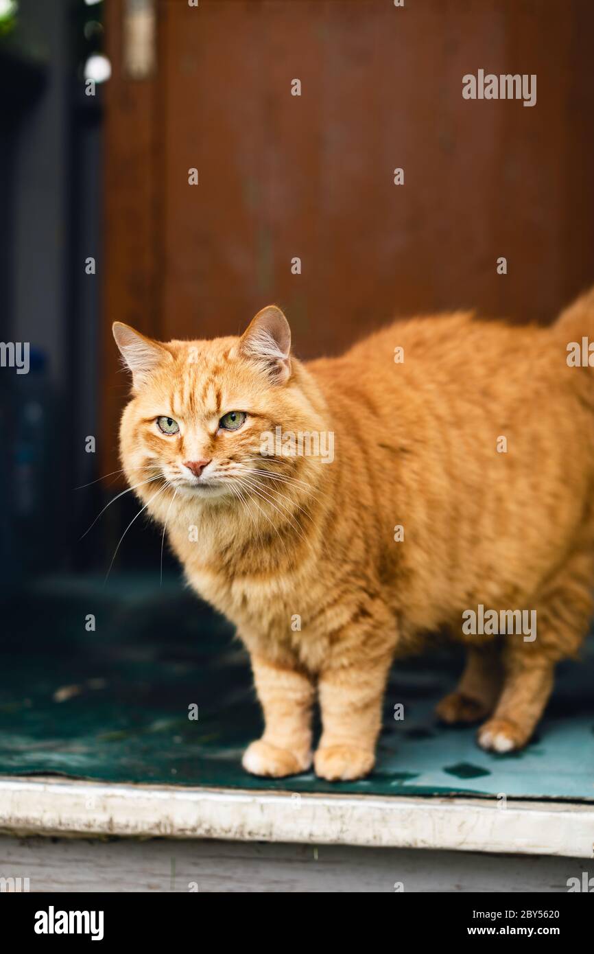 One red cat coming out of the house in the country Stock Photo - Alamy