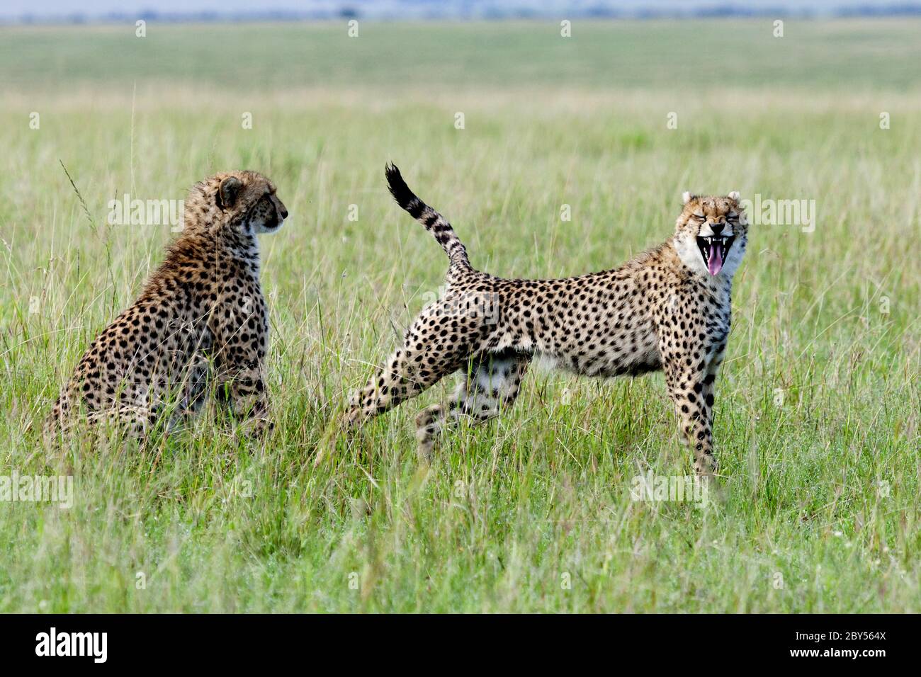 Cheetah Stretching High Resolution Stock Photography and Images - Alamy