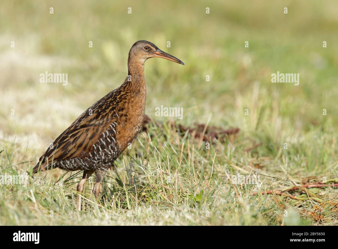 King Rail (Rallus elegans), standing still right in the open on a grass ...