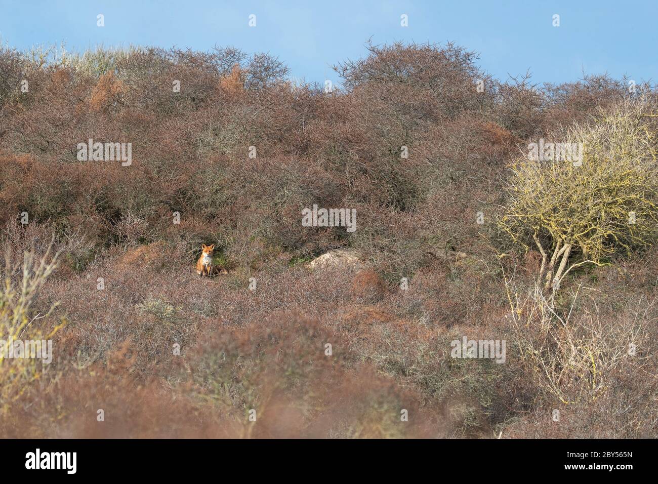Tropical Thorn Forests And Scrubs