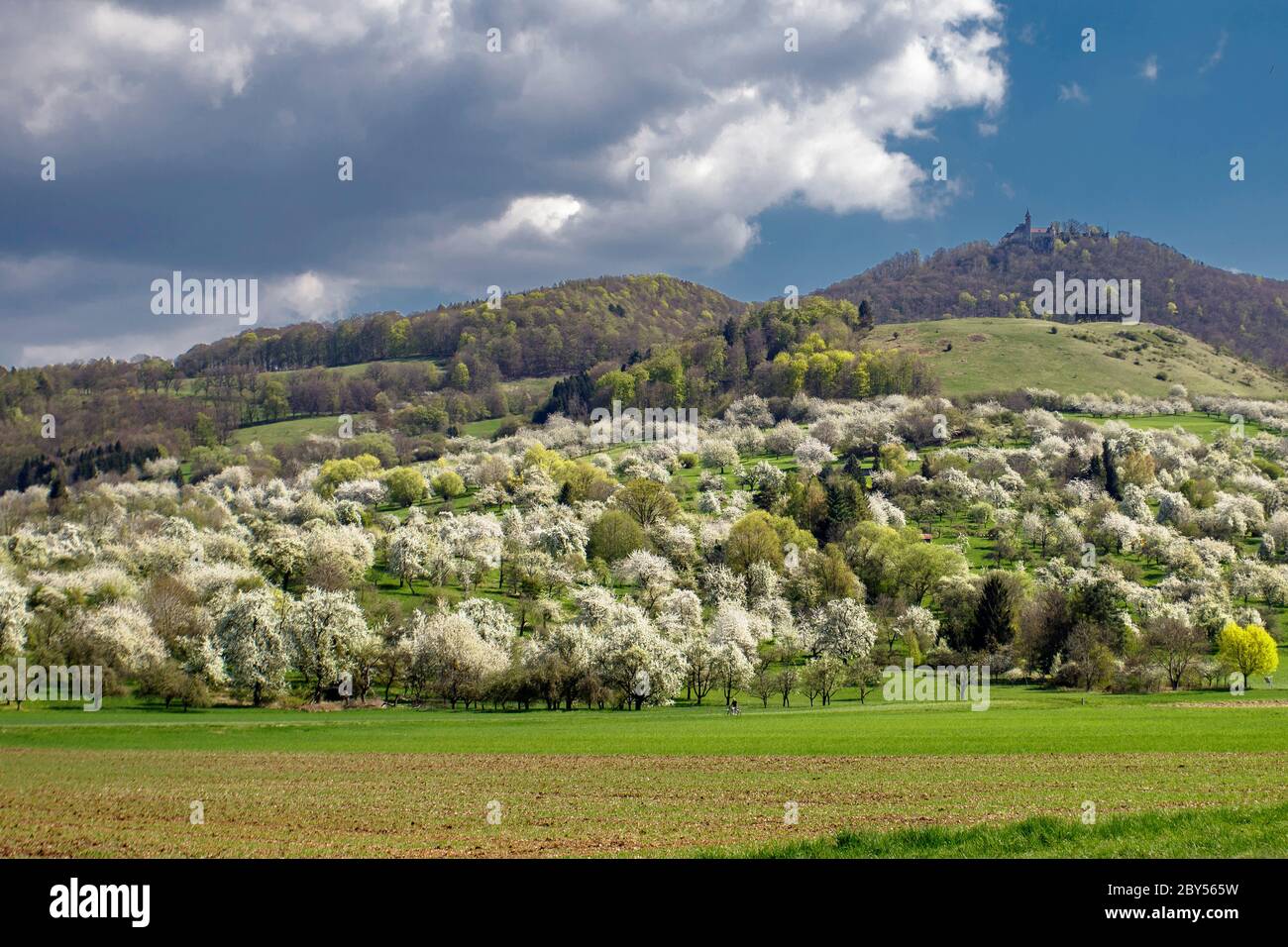 fruit tree meadow with Burg Teck (Castle Teck), Germany, Baden ...