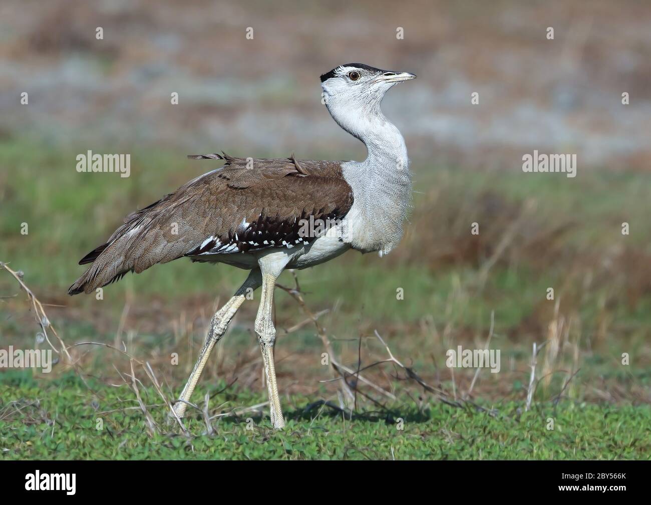 Australian Bustard (Ardeotis australis), walks in greenland, Australia ...