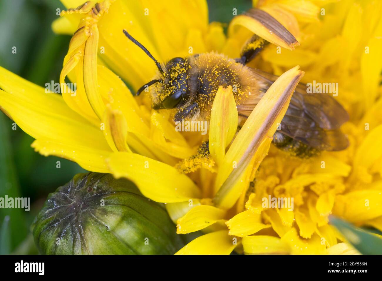 Grey-Patched Mining-Bee (Andrena nitida, Andrena pubescens), female on ...