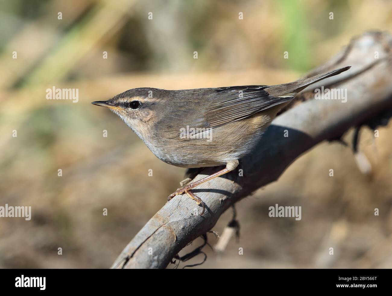 dusky warbler (Phylloscopus fuscatus), during autumn migration, on a ...