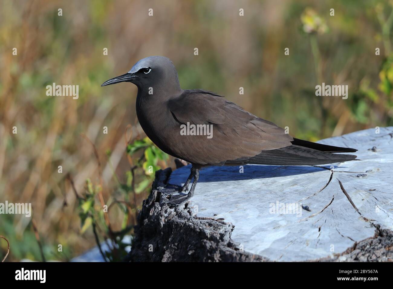 Common noddy, Brown Noddy (Anous stolidus), sitting on a rock ...