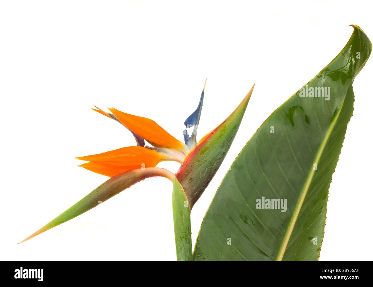 Strelitzia leaf hi-res stock photography and images - Alamy