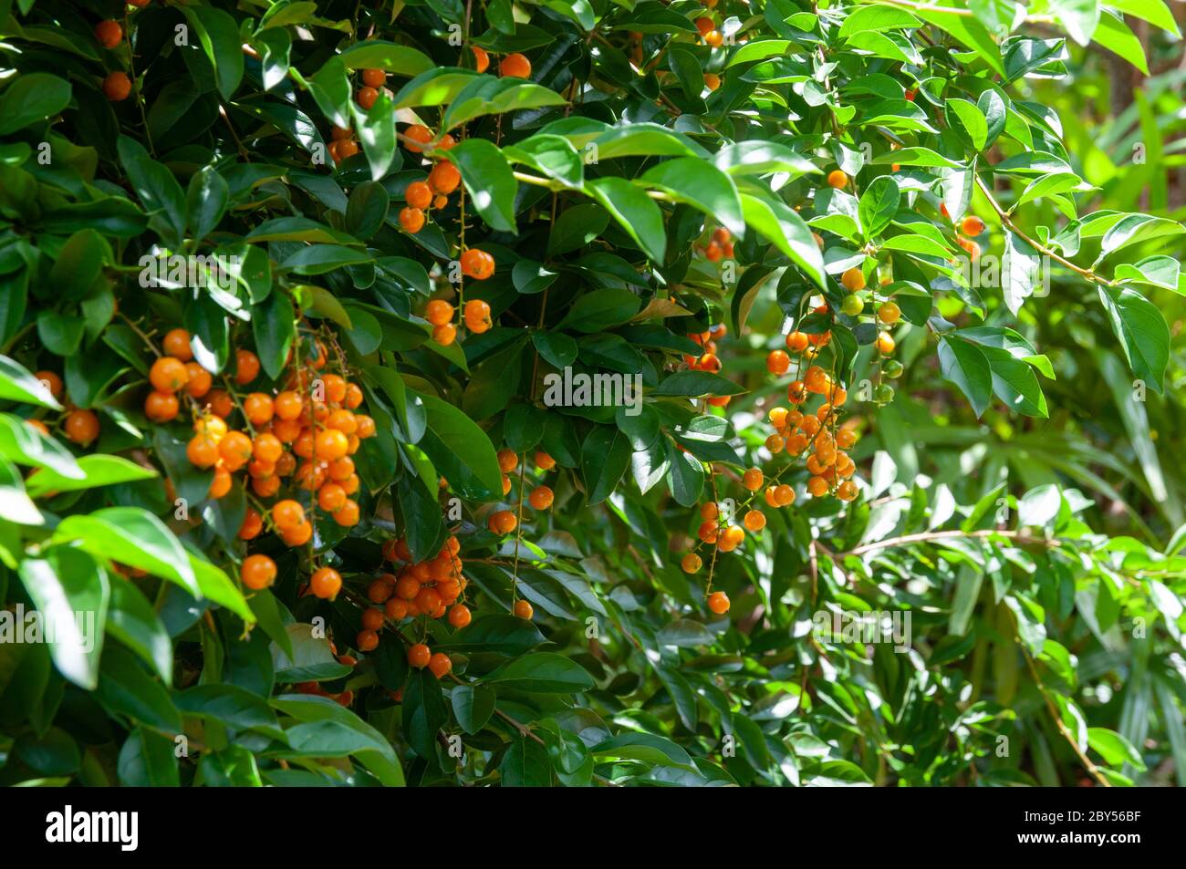 A beautiful orange tropical fruits: Skyflower (Duranta erecta) a member ...