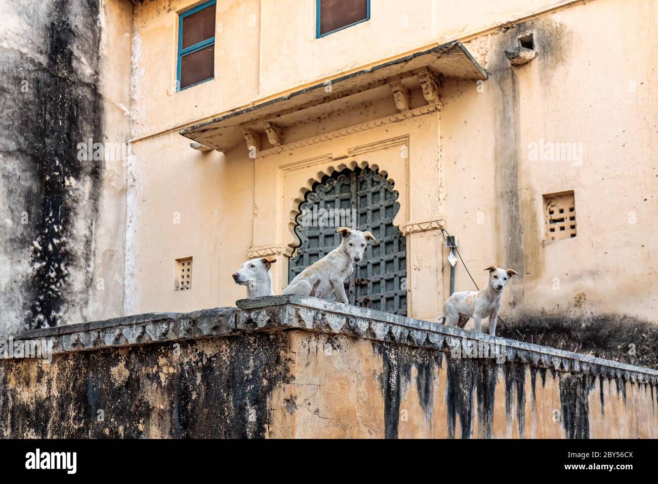 Dogs guarding house at streets of Udaipur, India Stock Photo - Alamy