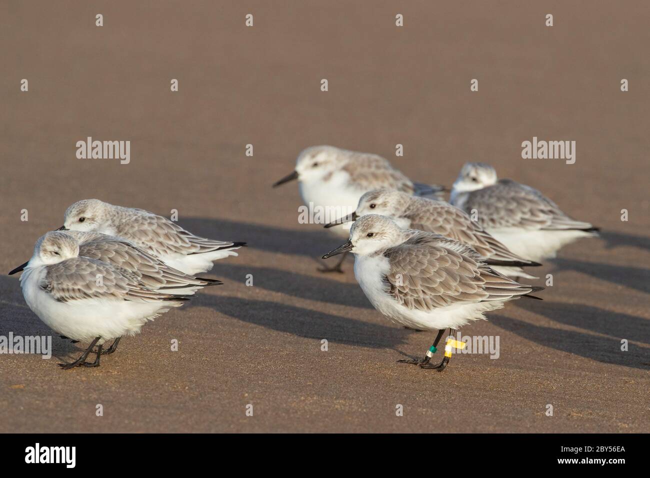 sanderling (Calidris alba), flock of Sanderling in flight, Netherlands ...