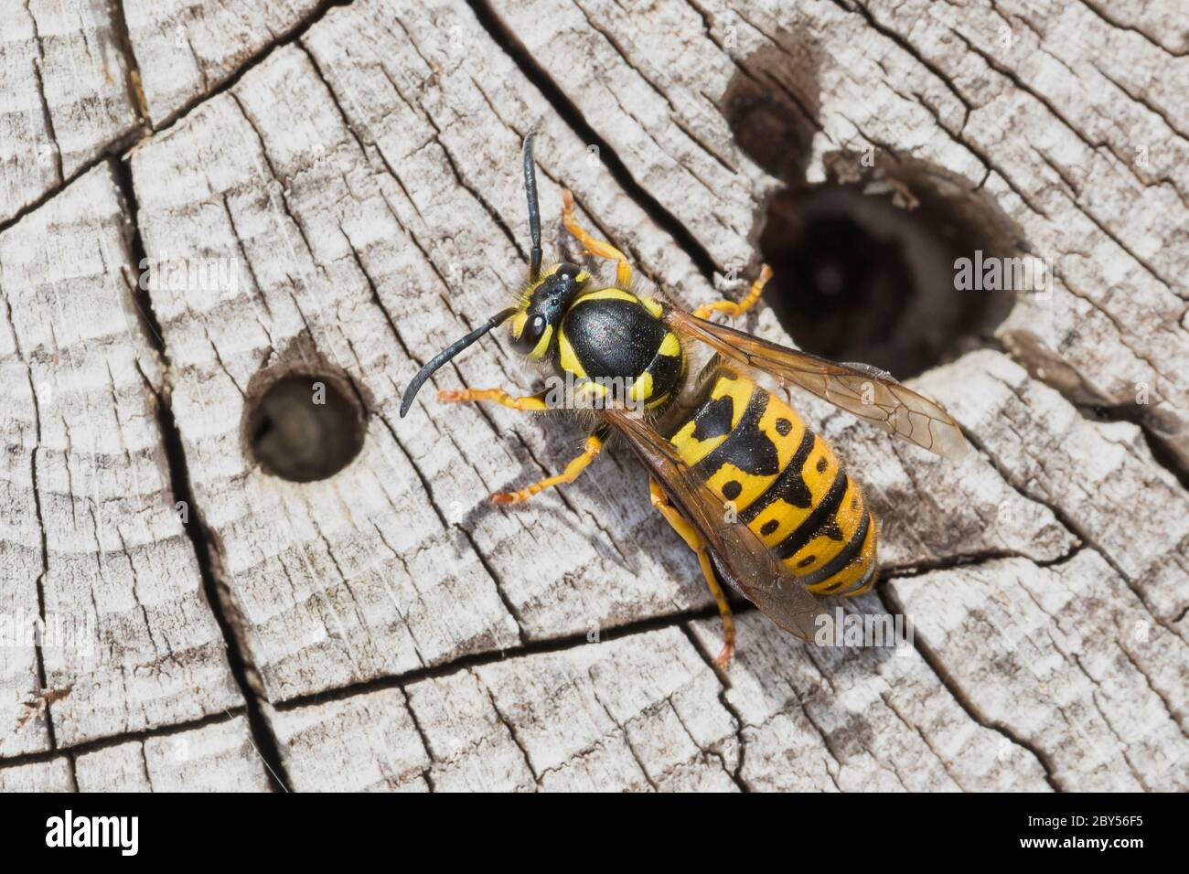 German wasp queen hi-res stock photography and images - Alamy