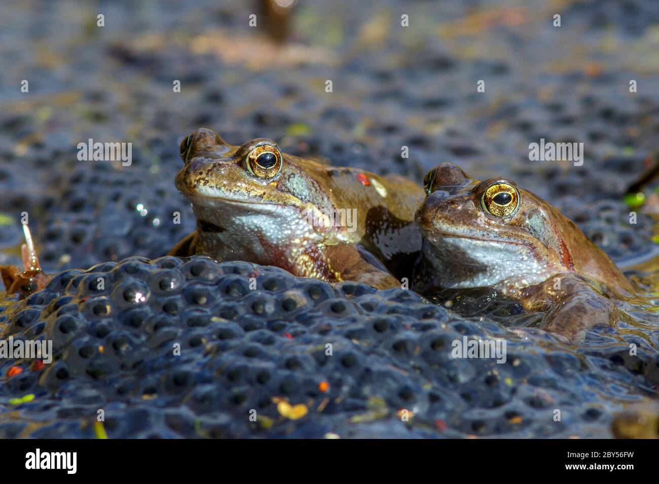 common frog, grass frog (Rana temporaria), at spawning place, Germany Stock Photo - Alamy