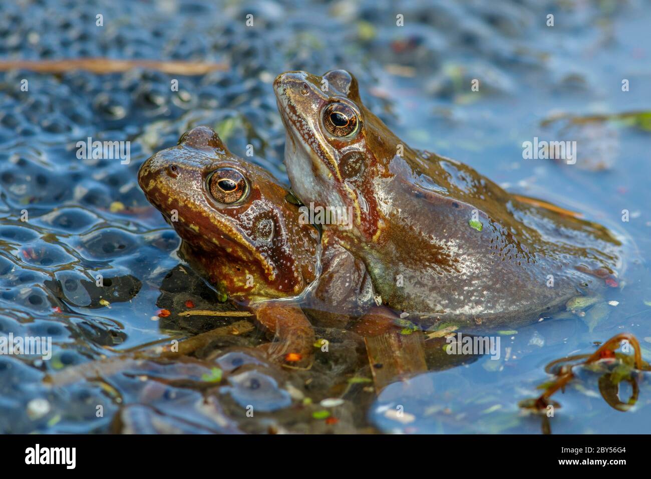 common frog, grass frog (Rana temporaria), pair in spawning pond ...