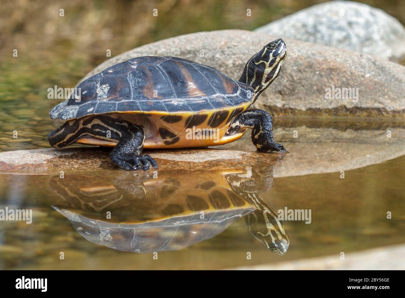 Yellow bellied slider turtles hi-res stock photography and images - Alamy