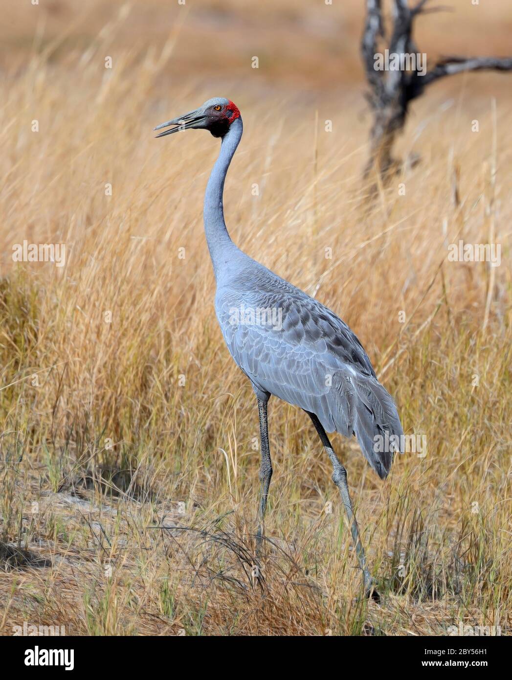 brolga (Grus rubicunda), Standing on edge of a swamp, Australia ...