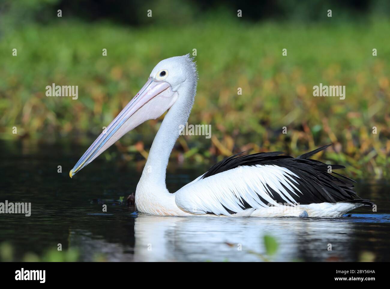 Australian pelican (Pelecanus conspicillatus), swimming, Australia ...