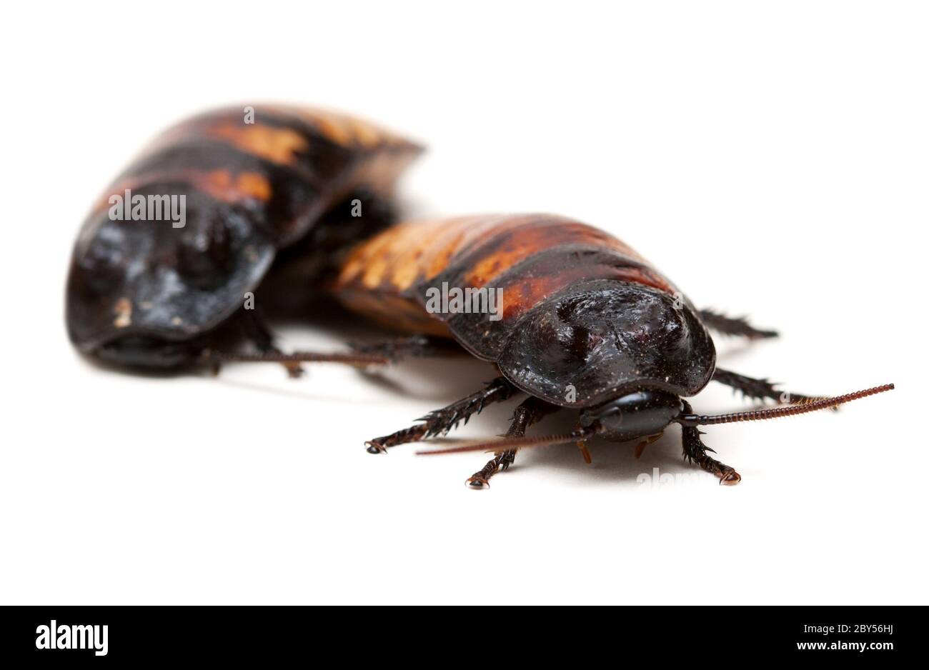 Two cockroaches hi-res stock photography and images - Alamy