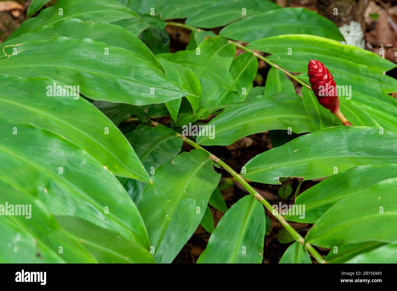 Beautiful red tropical single flower of Shampoo Ginger (Zingiber ...