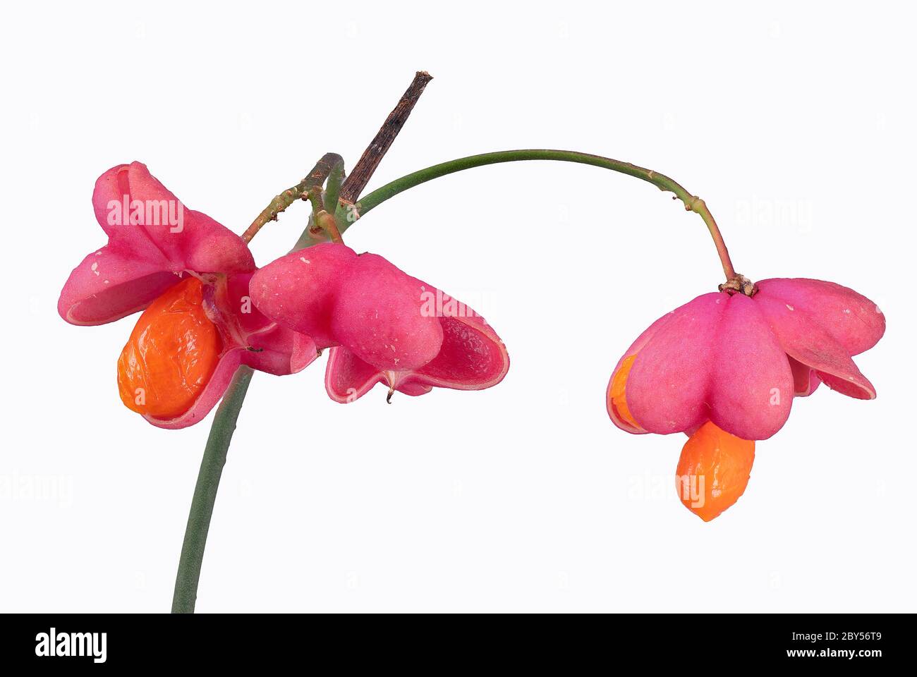 Native spindle tree Cut Out Stock Images & Pictures - Alamy