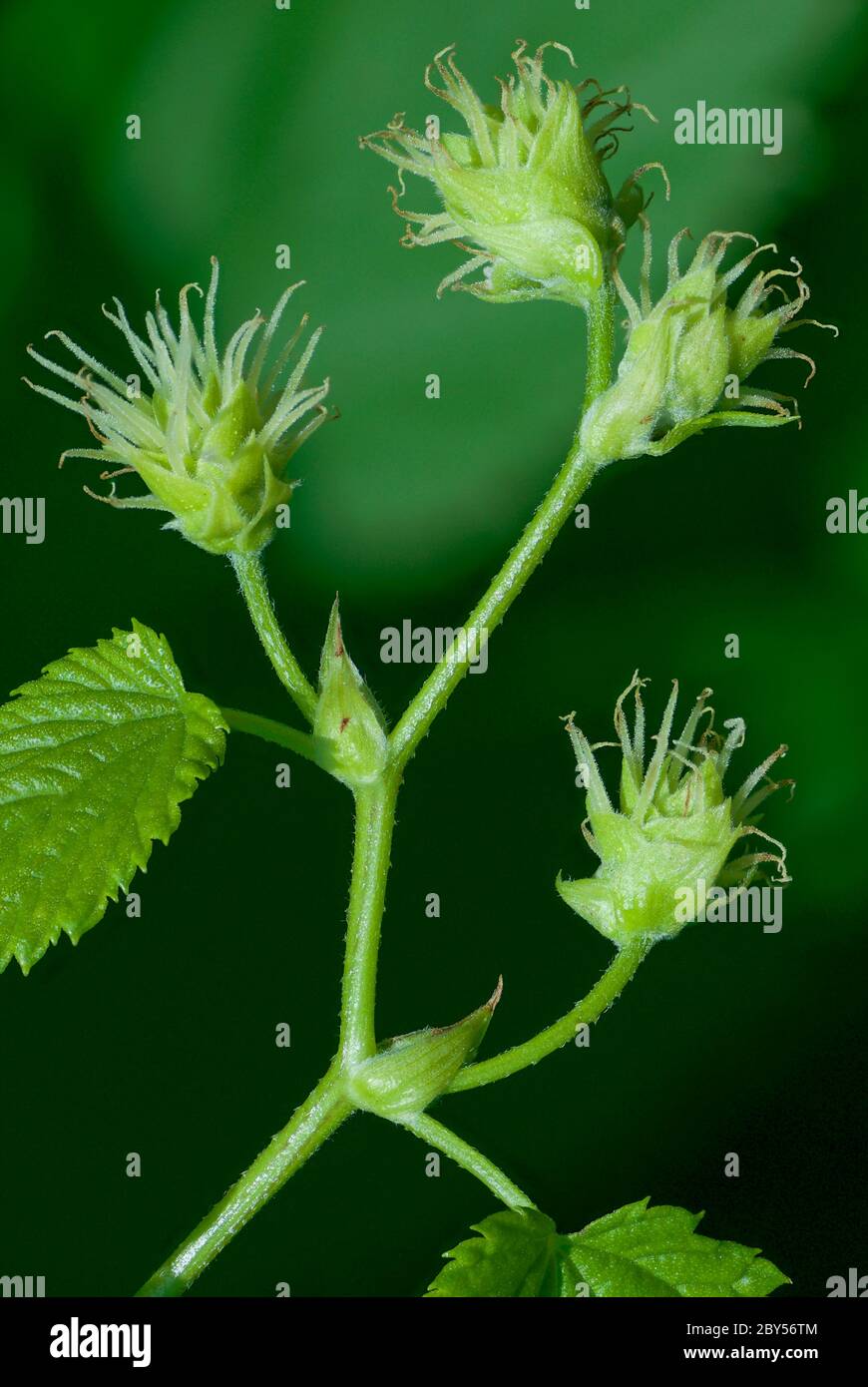 common hop (Humulus lupulus), blooming female inflorescences at a twig ...