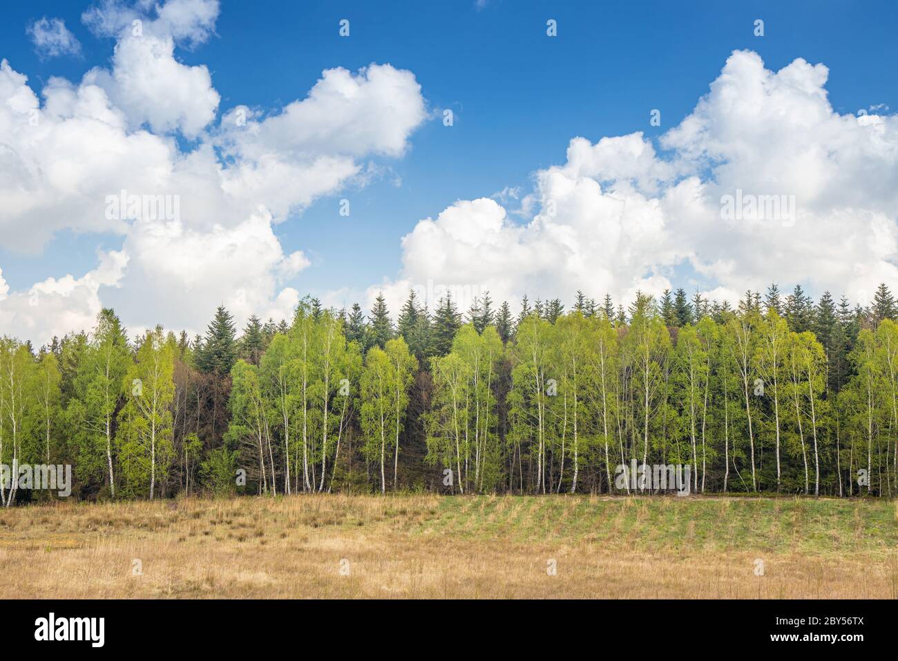 common birch, silver birch, European white birch, white birch (Betula ...