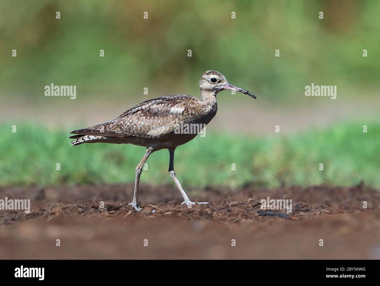 little curlew (Numenius minutus), Wintering first-winter at Payet's ...