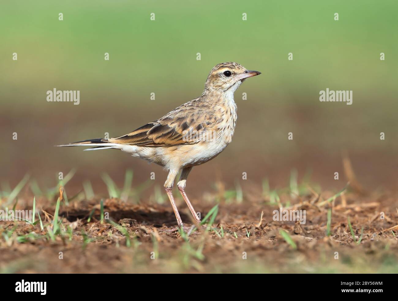 Australian Pipit (Anthus australis), on the ground, Australia ...