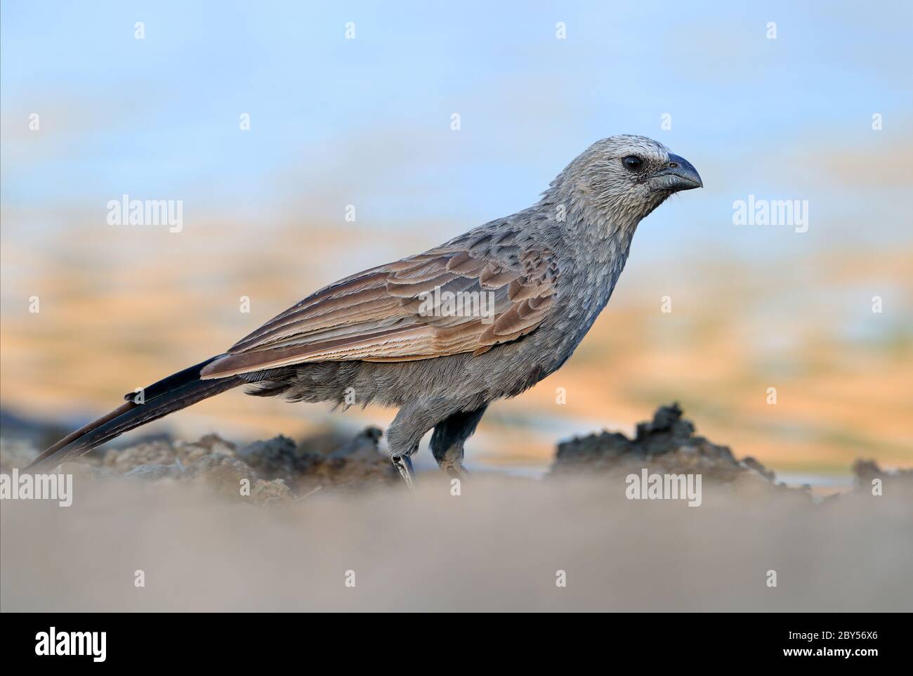 apostle bird (Struthidea cinerea), on the ground, Australia, Queensland ...