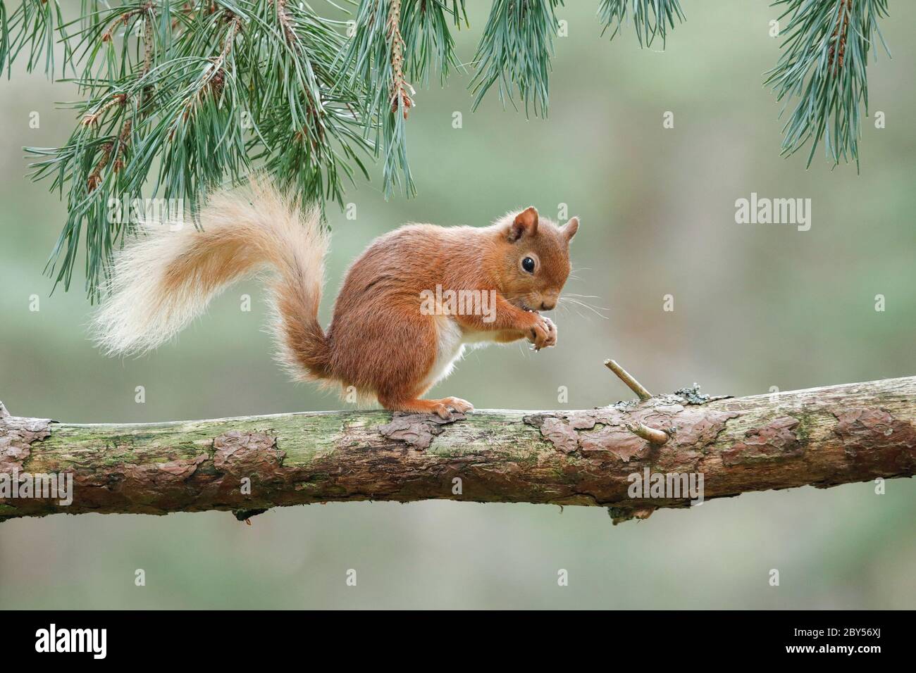 European red squirrel, Eurasian red squirrel (Sciurus vulgaris ...