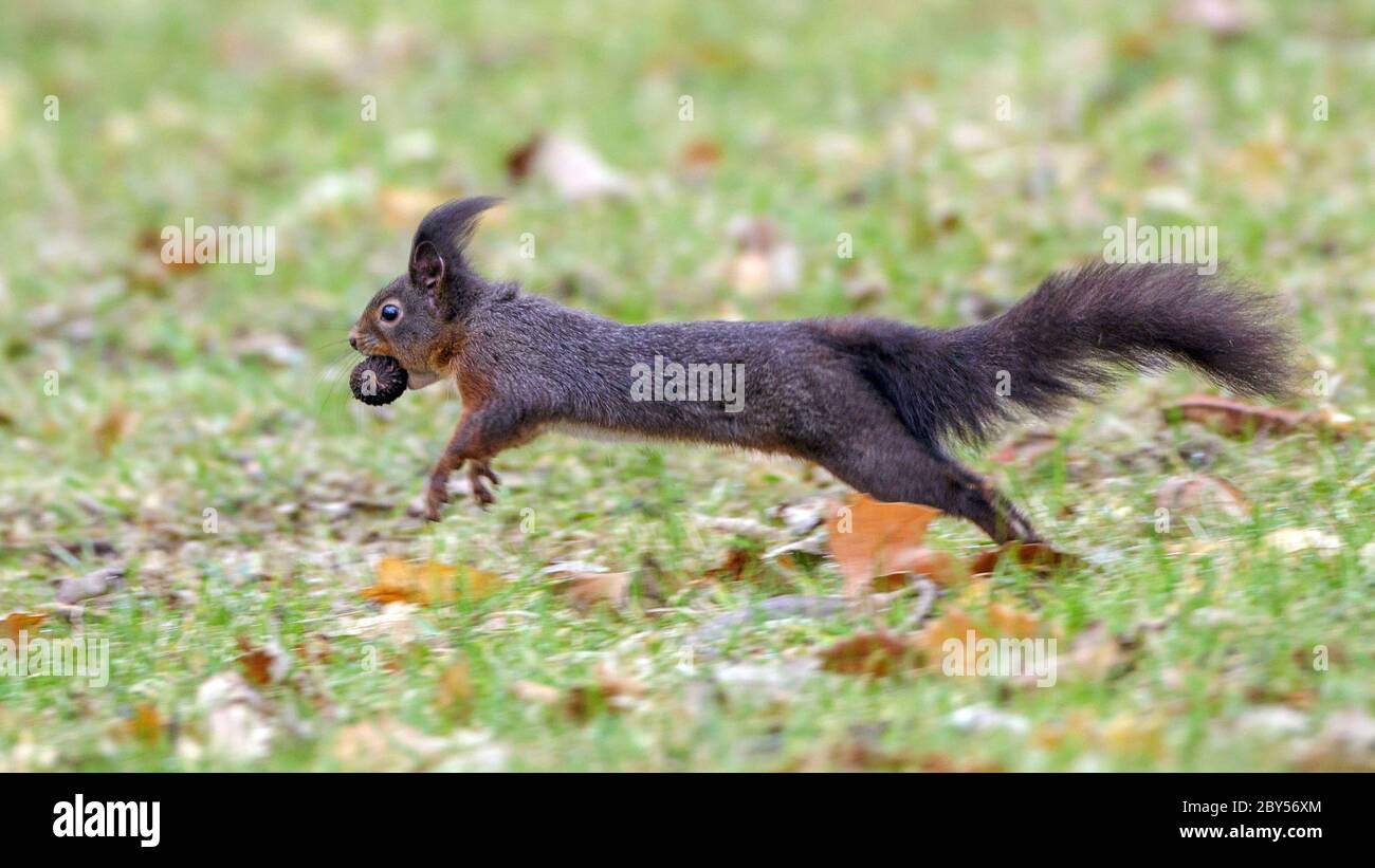 Squirrel Full Mouth High Resolution Stock Photography and Images - Alamy