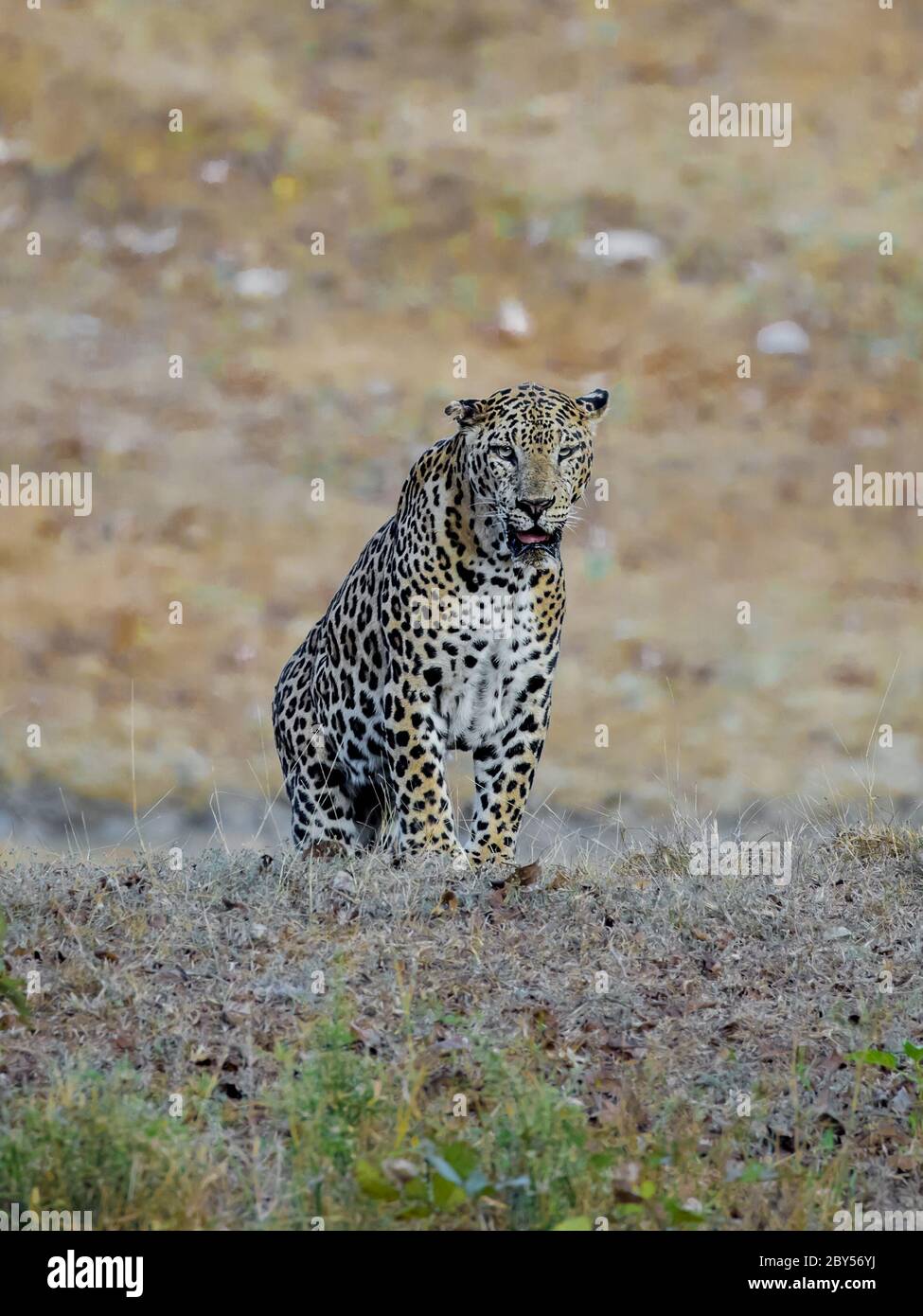 Leopard Walking In Golden Light With Woods In background, with ...