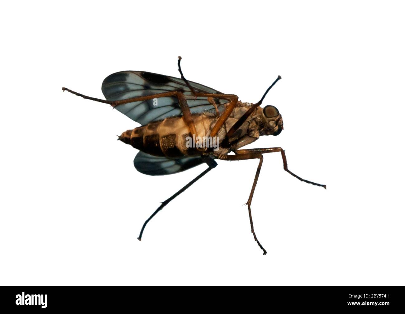 Super creepy fly hi-res stock photography and images - Alamy