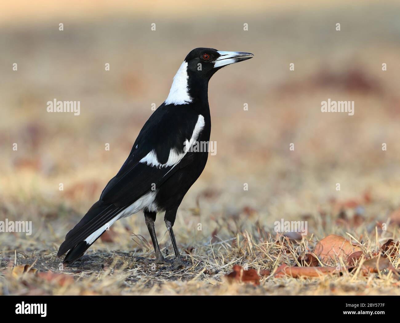 Black-backed magpie, Australian Magpie (Gymnorhina tibicen, Cracticus ...