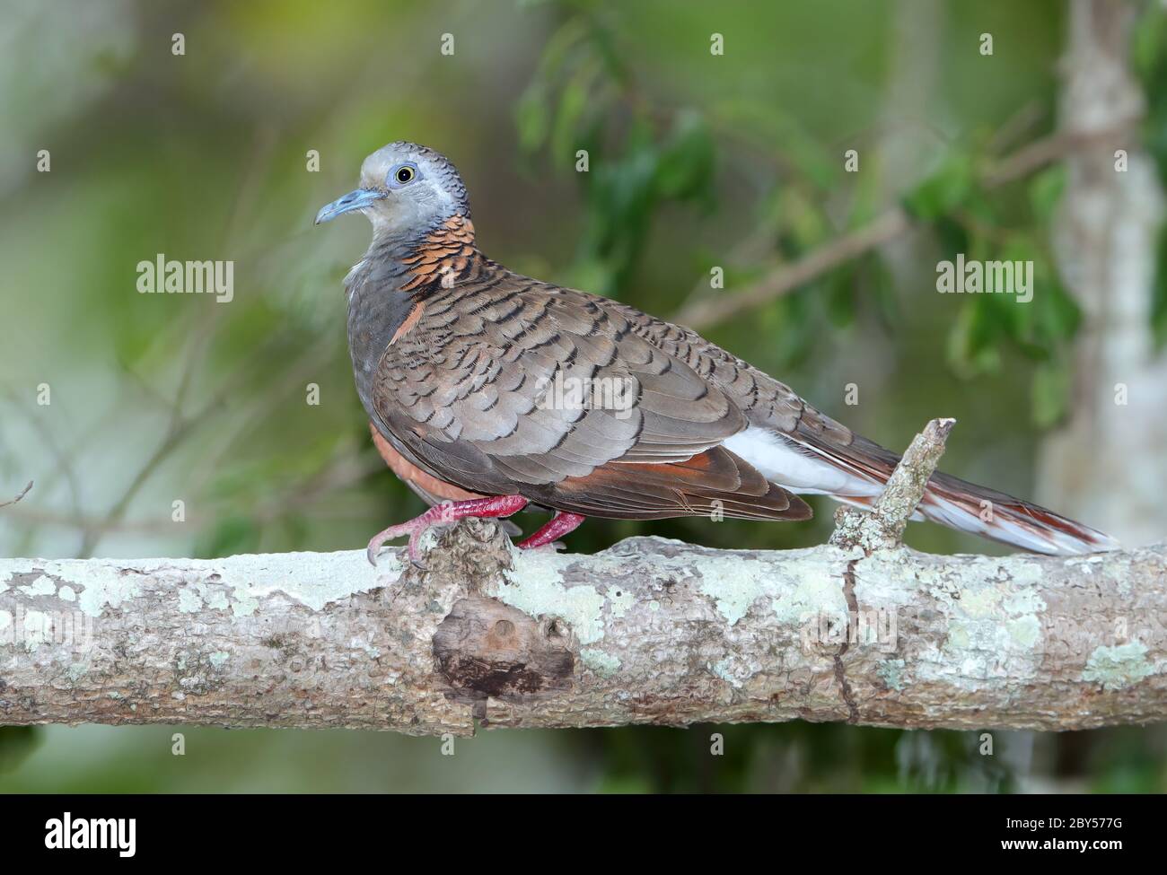Queensland bar shouldered doves geopelia humeralis hi-res stock ...